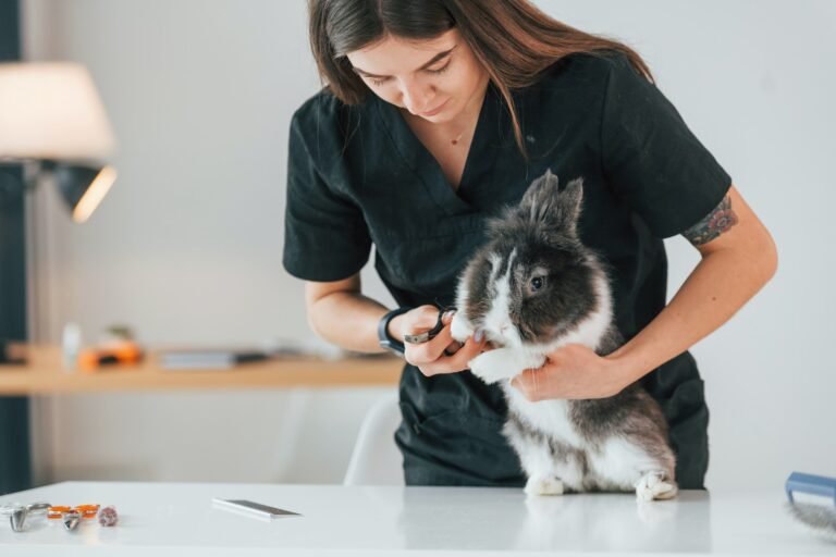 Get Best Rabbit Accessories & Rabbit Grooming Services in Dubai