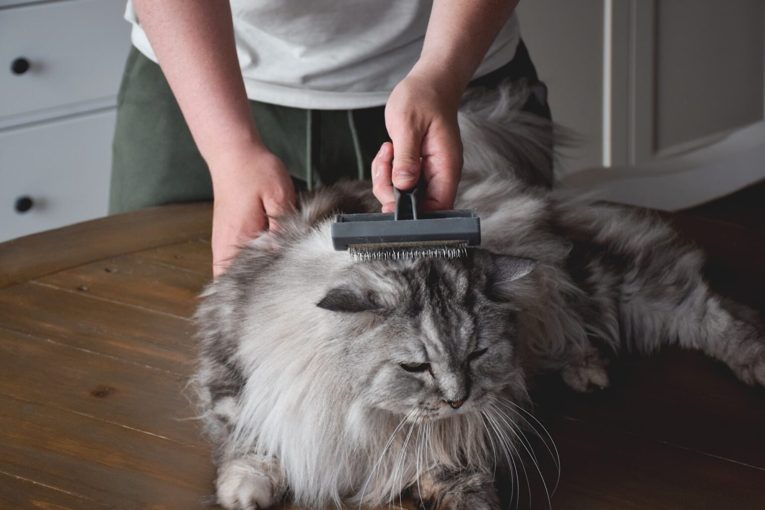 Cat Grooming: An Exceptional Experience in Dubai - Pawfection Pets Grooming