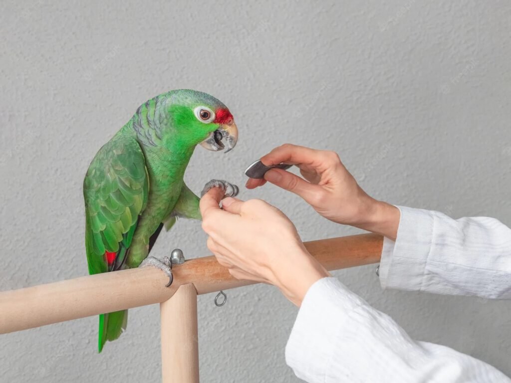 Expert Bird Grooming Services | Pawfection